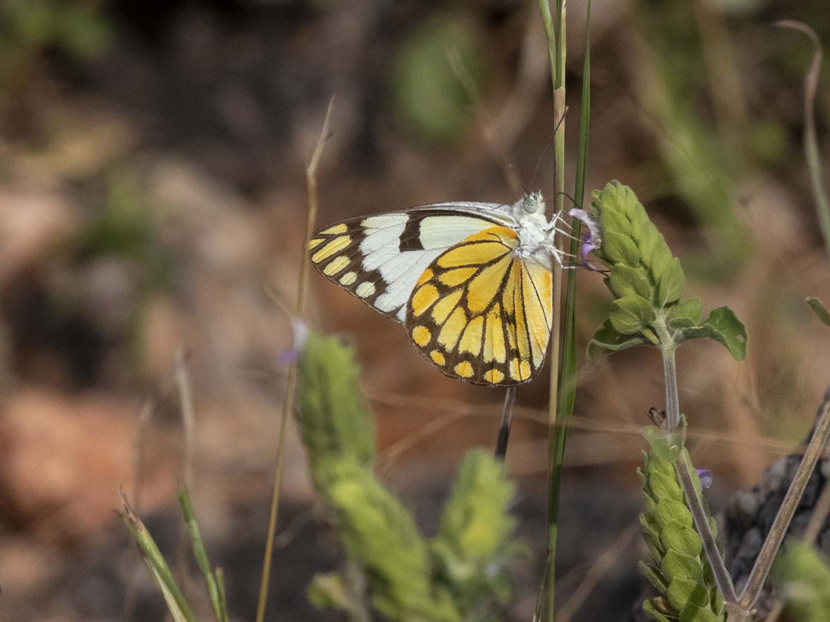 Vallanadu Blackbuck Sanctuary - Holiday Landmark