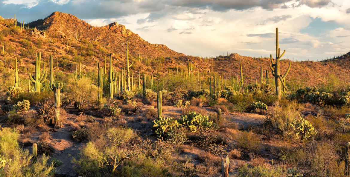 Saguaro National Park – Near Tucson, Arizona, USA - Holiday Landmark