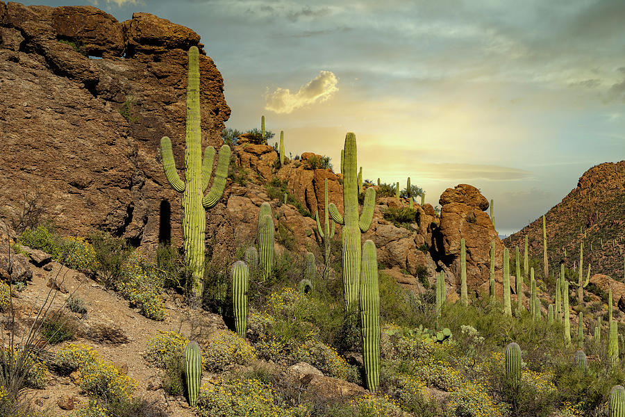 Tucson – Southern Arizona, Arizona, USA – Holiday Landmark
